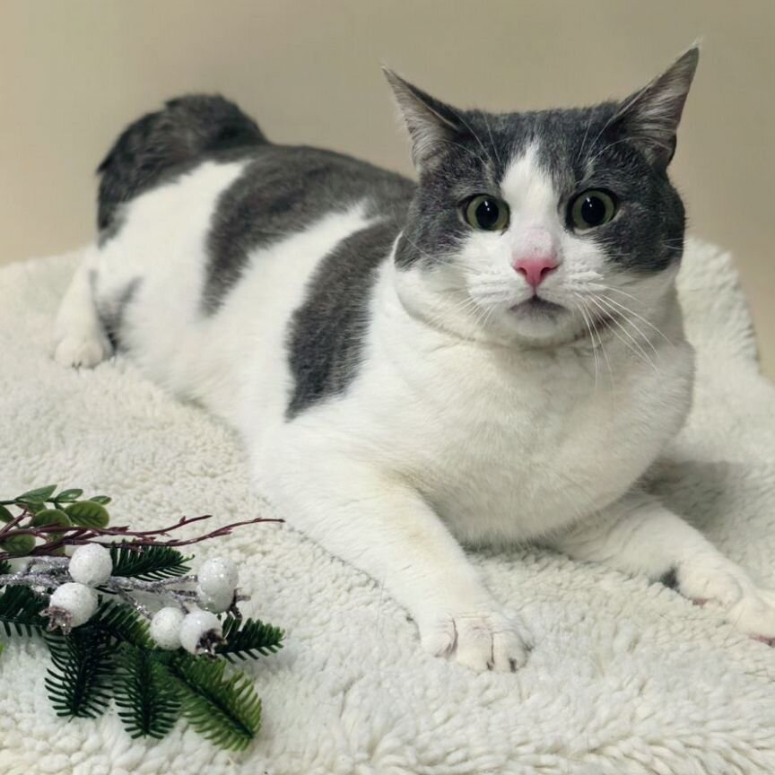 Взрослый кот в добрые руки