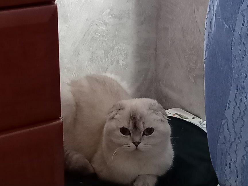 Кошка Шотландская вислоухая серебристая шиншилла