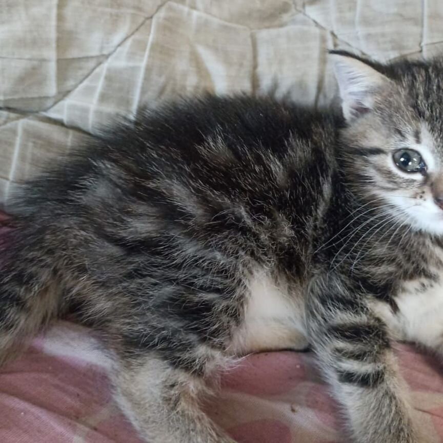 Котенок