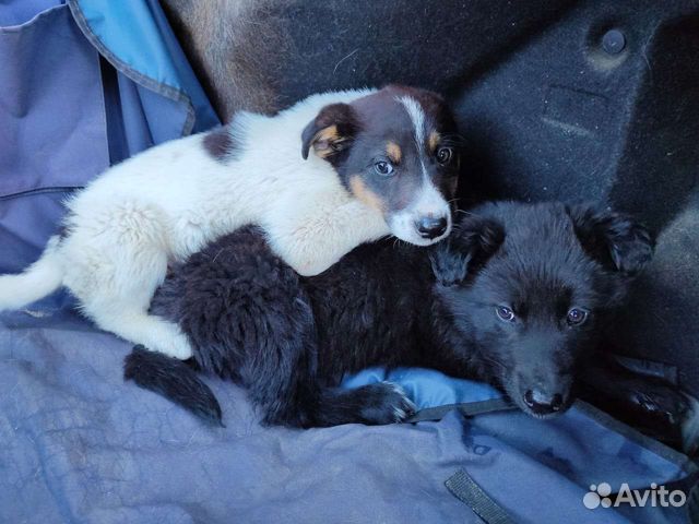 Малыши в поисках мам и пап