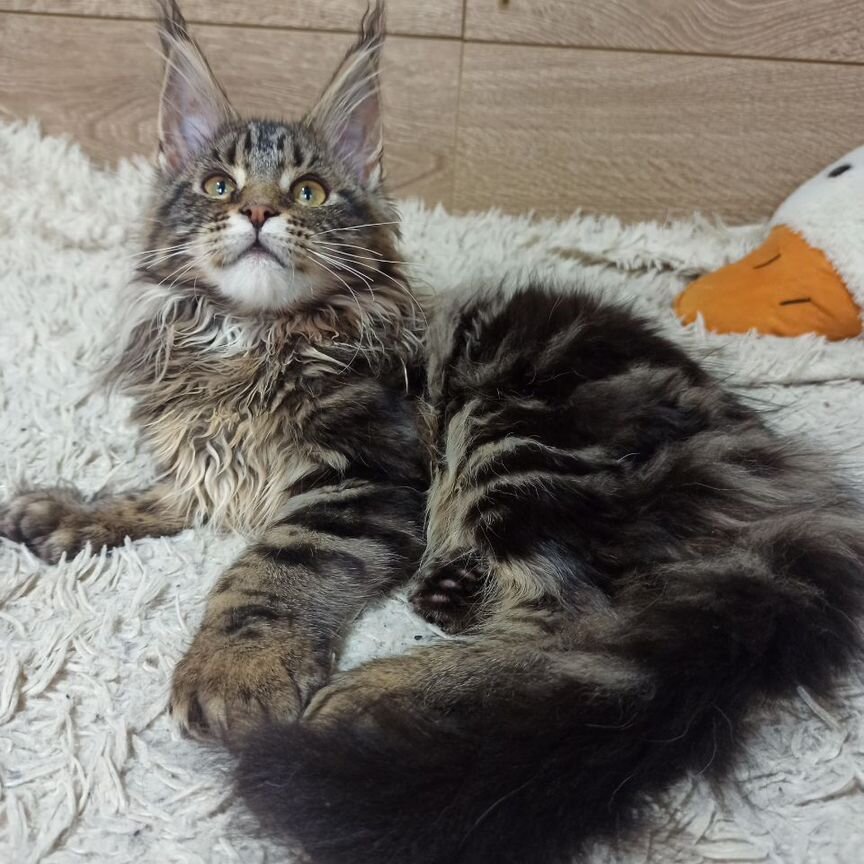 Котенок полидакт