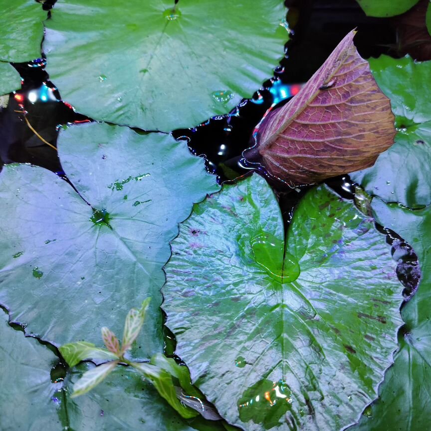 Нмфея для декоративных прудов