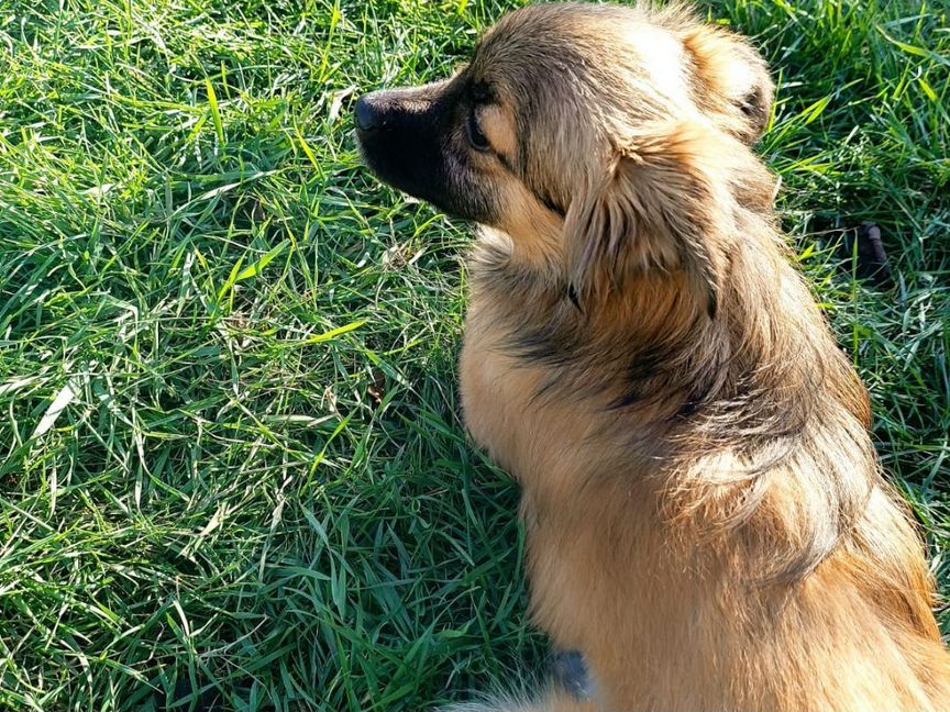 Маленькая Собака 5 кг Лисса