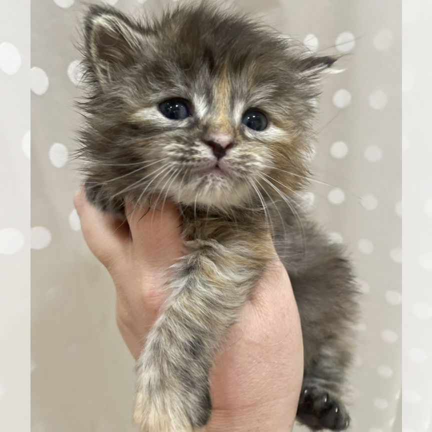 Сибирский котёнок