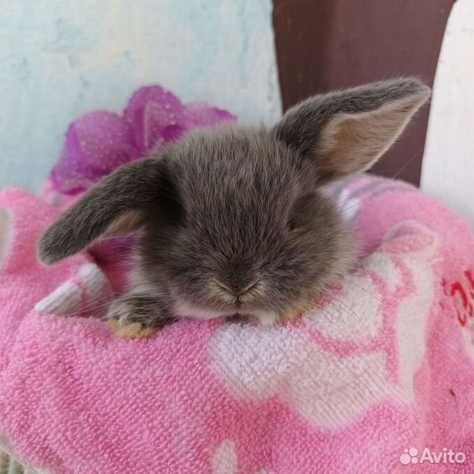 Декоративные крольчата
