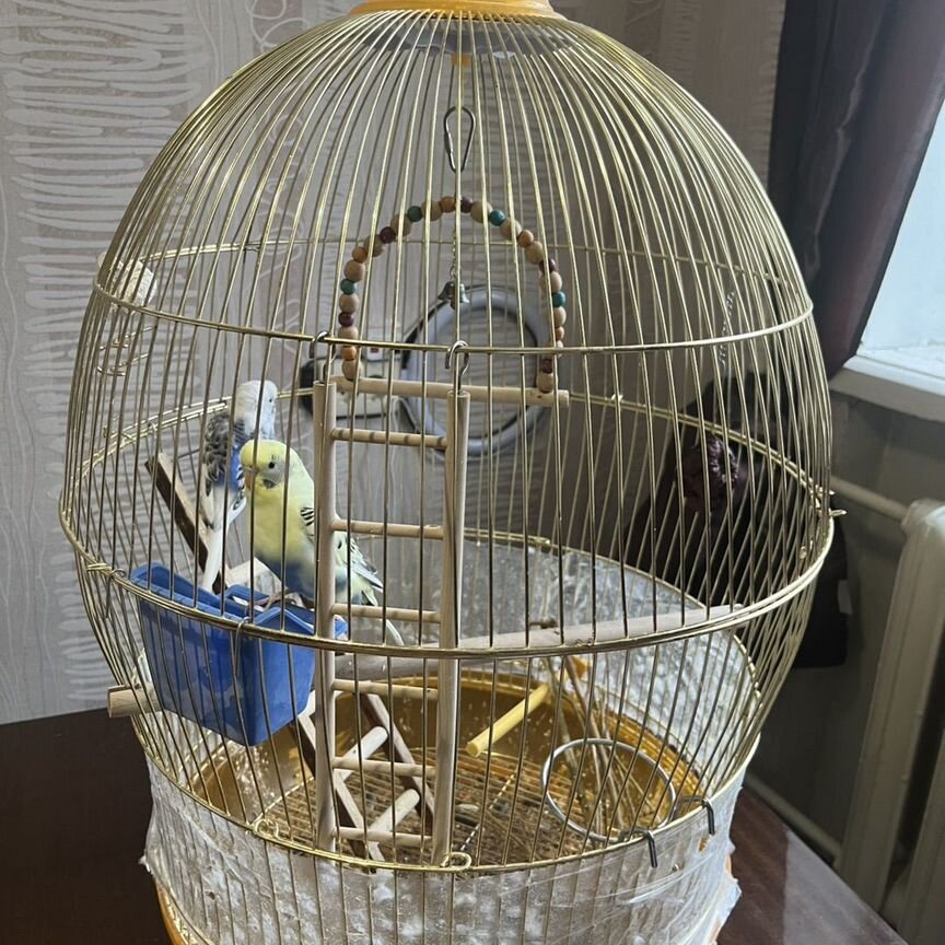 Волнистый попугай с клеткой