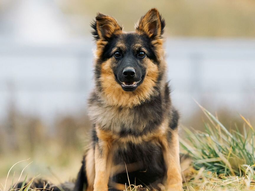 Щенок из приюта ищет семью