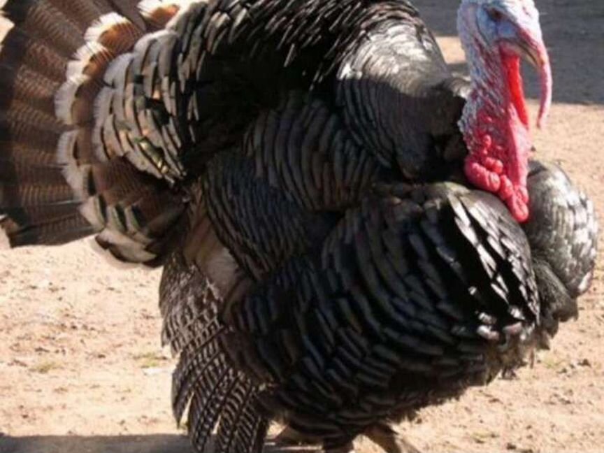 Индюки индюшки индейки