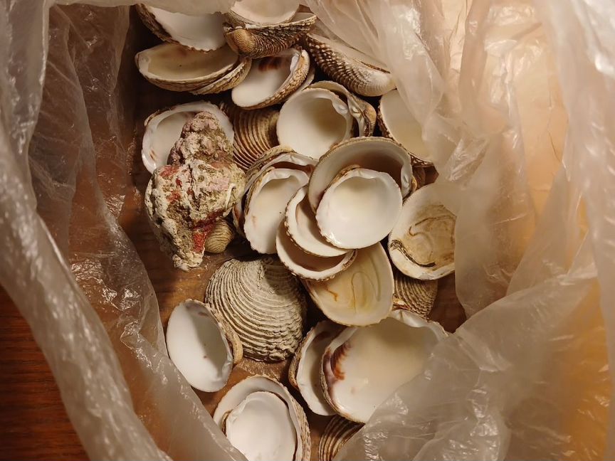 Ракушки морские