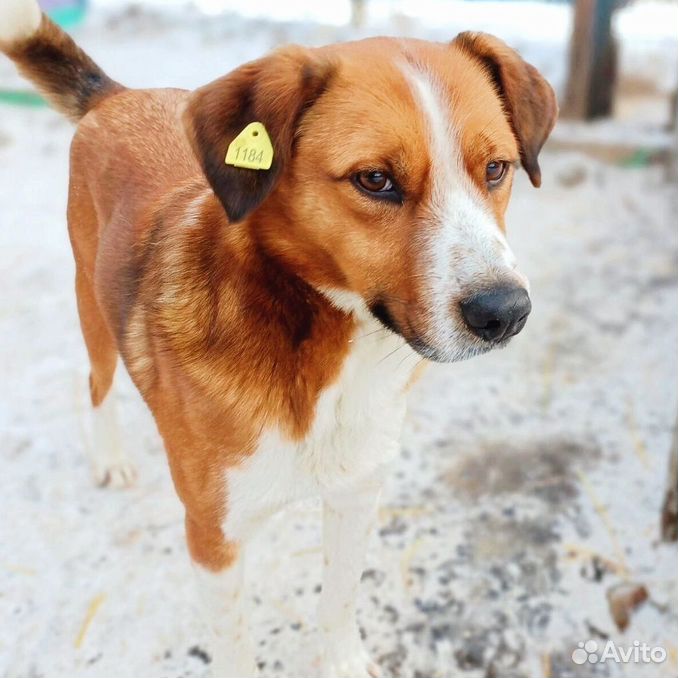 Пёсик грустит без вас нужен дом