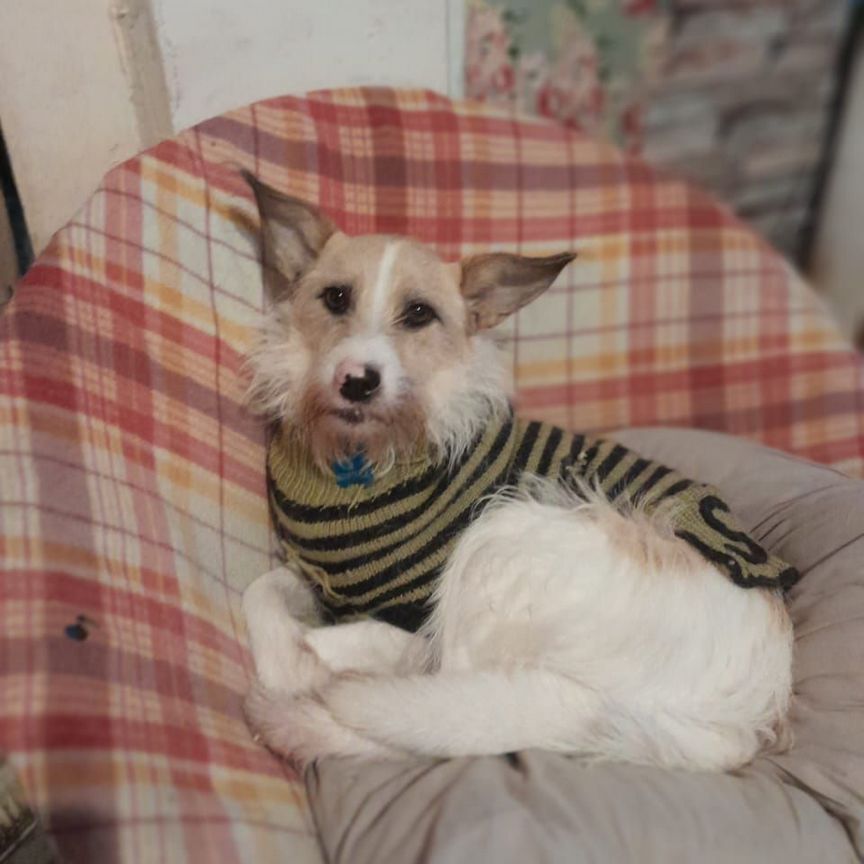 Собака в добрые руки