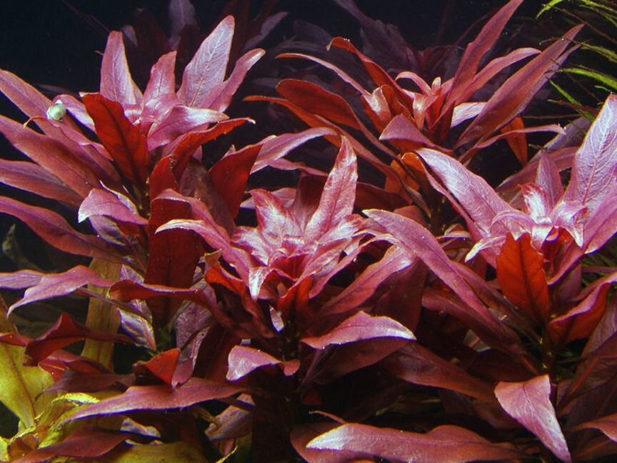 Людвигия Гландулоза (Ludwigia glandulosa)