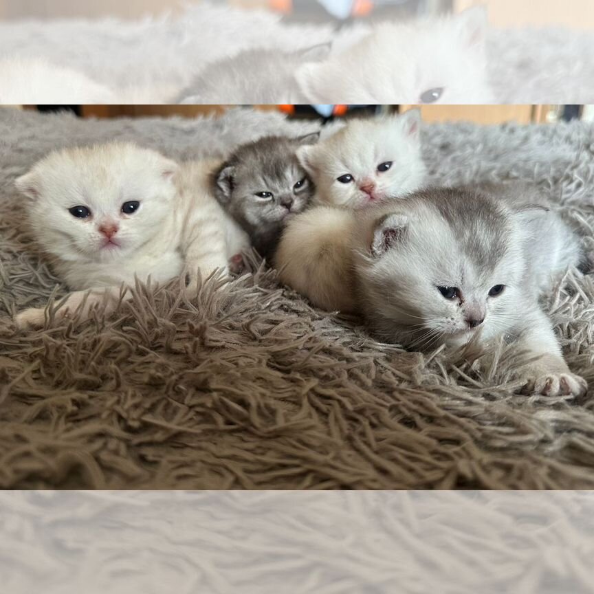 Шотландская