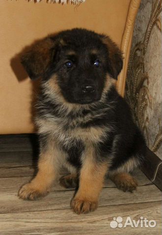 Щенки немецкой овчарки