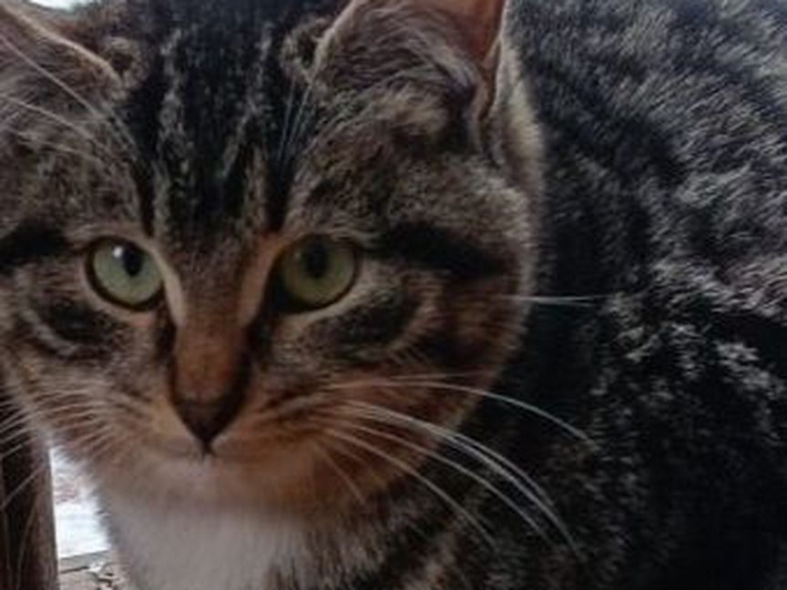 Котики бесплатно в добрые руки