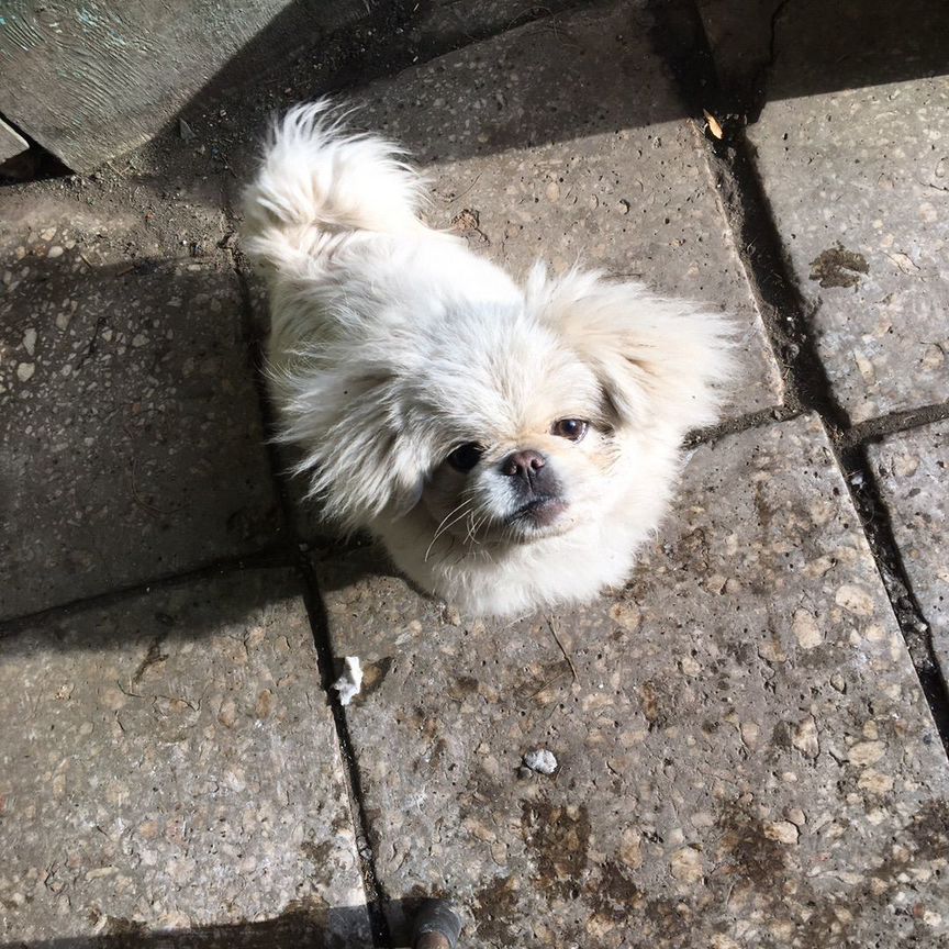 Щенки пекинеса