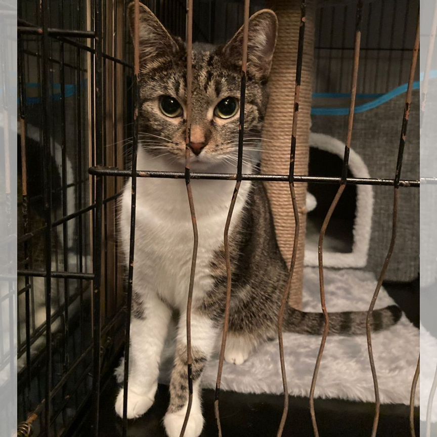 Взрослая, Девочка кошка в добрые руки