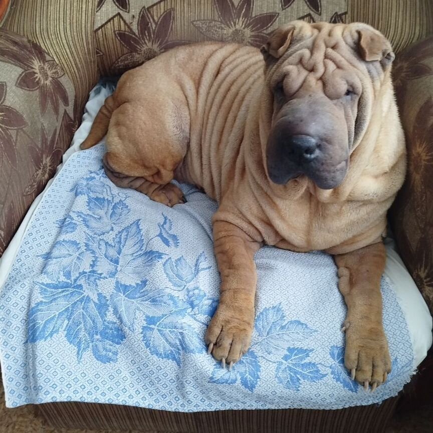 Шарпей, взрослая собака