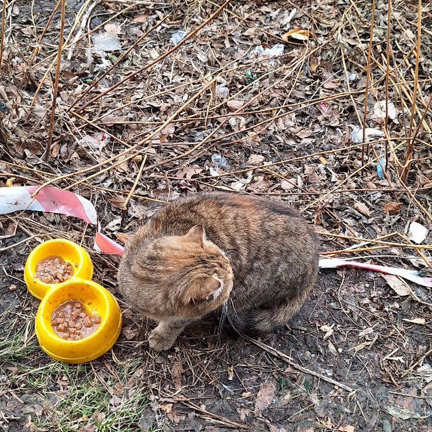 Кошка