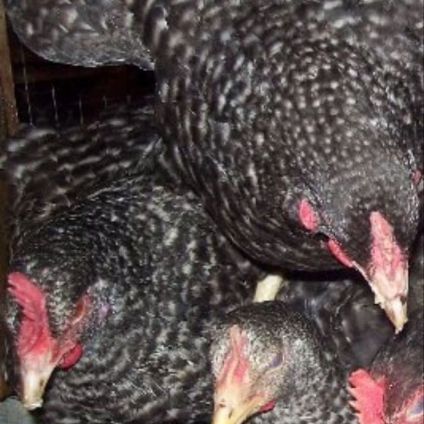 Петух молодой