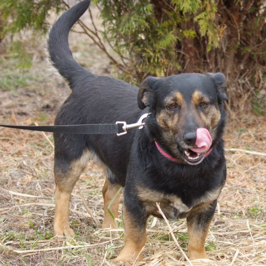 Взрослый пёс в добрые руки