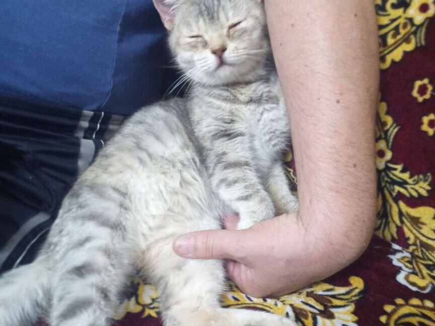 Кошка в дар бесплатно