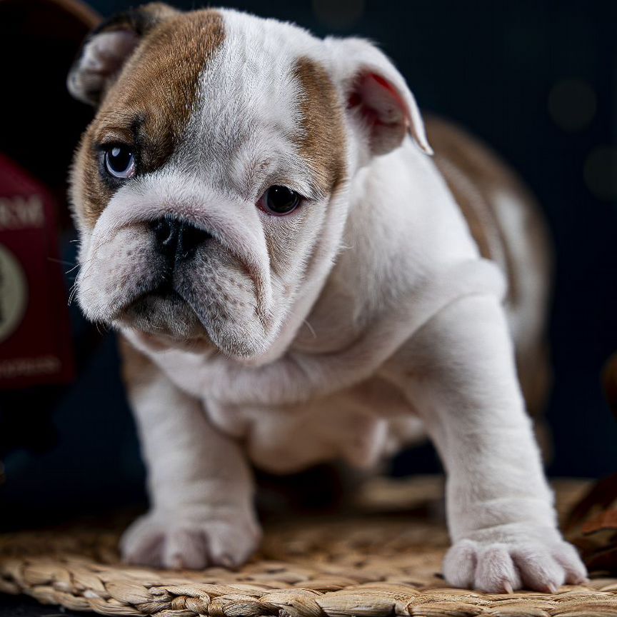 Английский бульдог, щенок