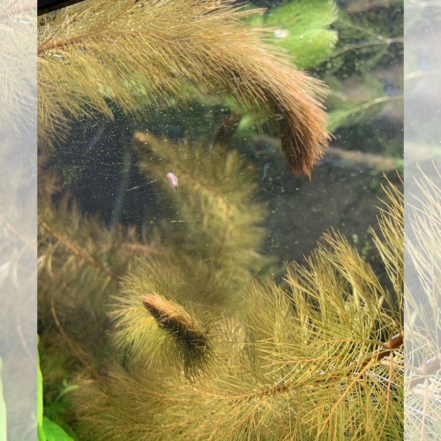 Перистолистник рорайма аквариумное растение