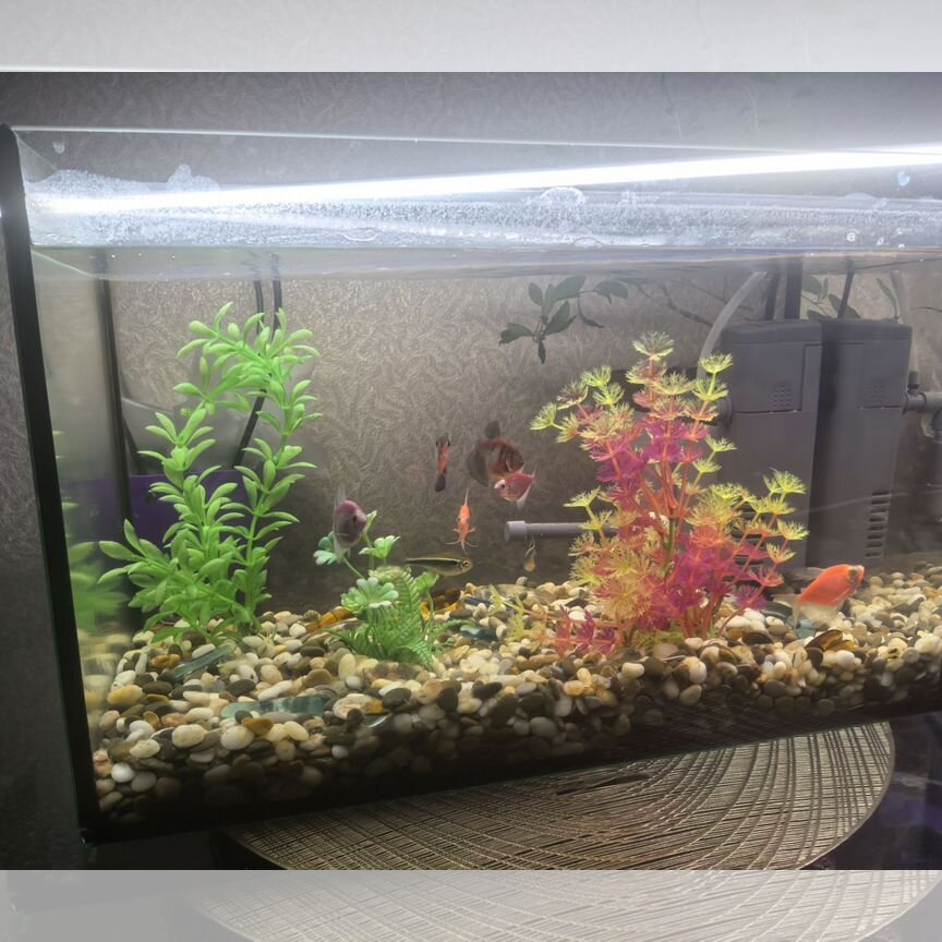 Продаю аквариумы 2 шт вместе с рыбками и многое др
