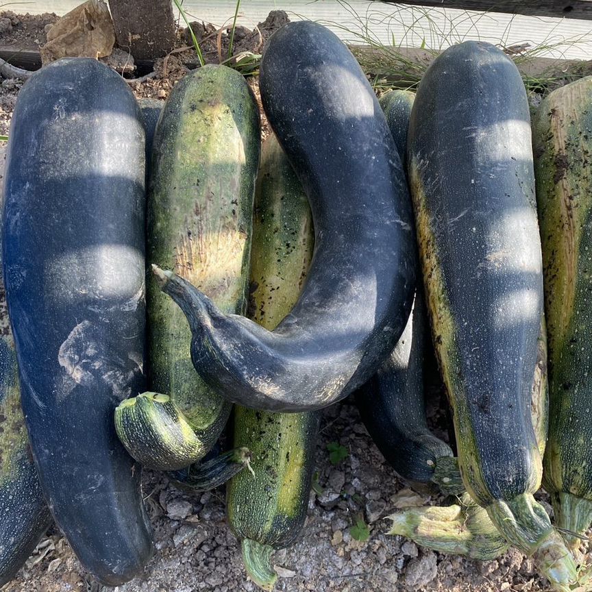 Кабачки на корм животным