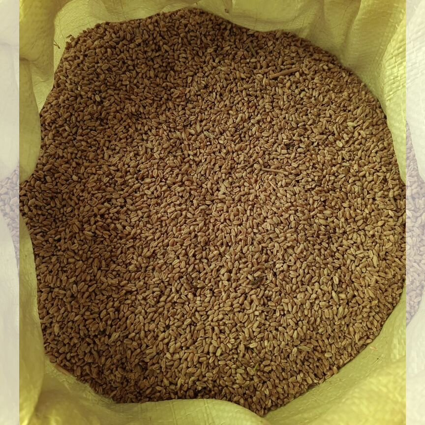 Зерно пшеница