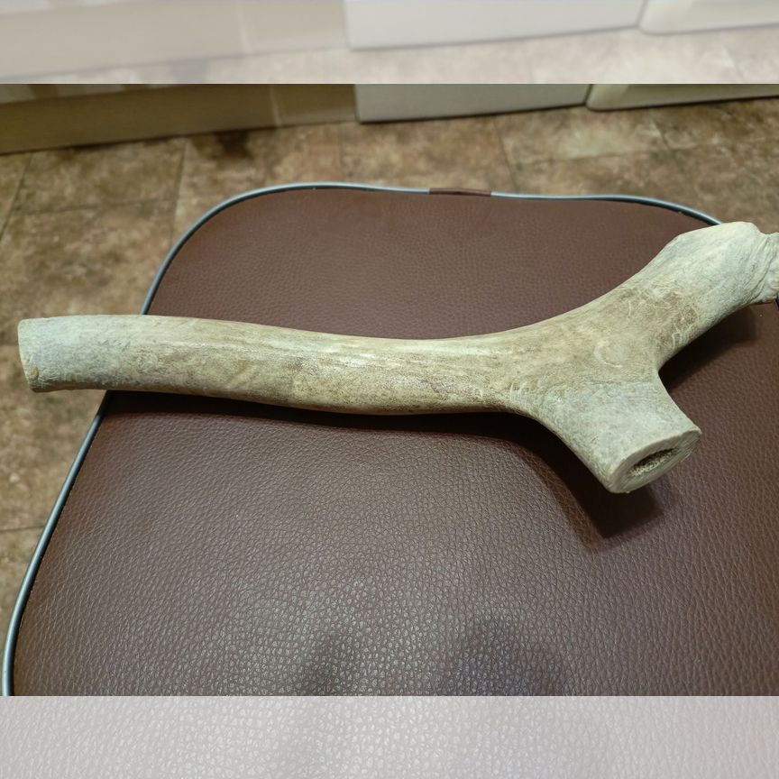 Рога оленя для собак