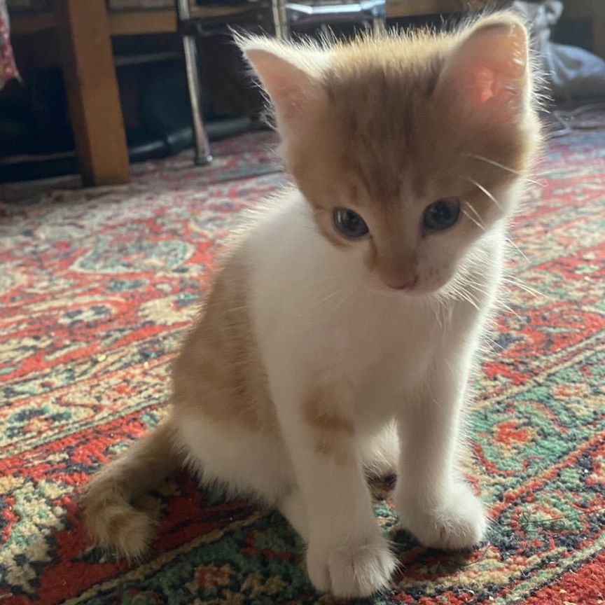 Котенок