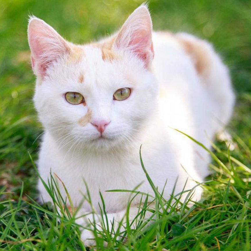 Нежный котик ищет дом