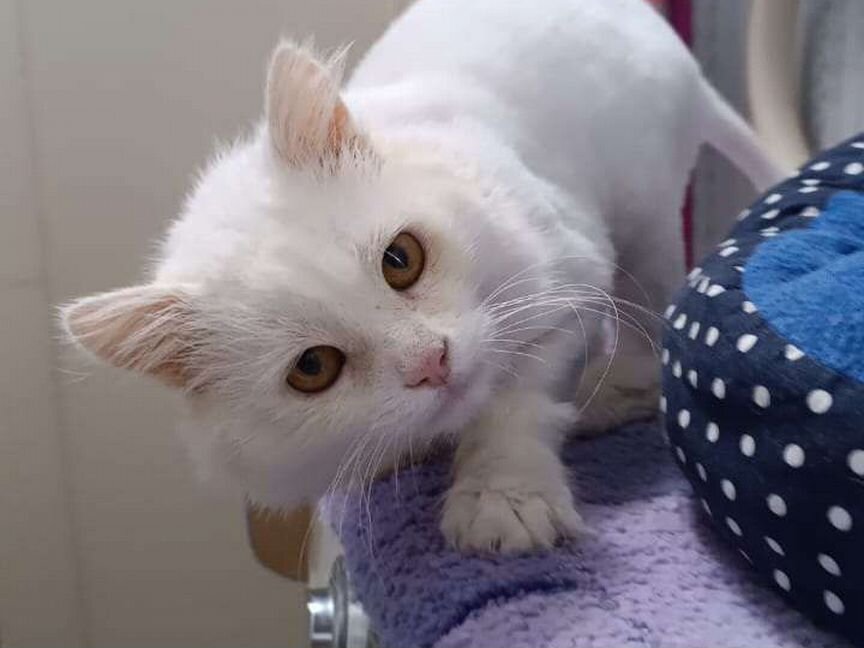 Очень ласковый кот Кокос в руки Надёжных хозяев