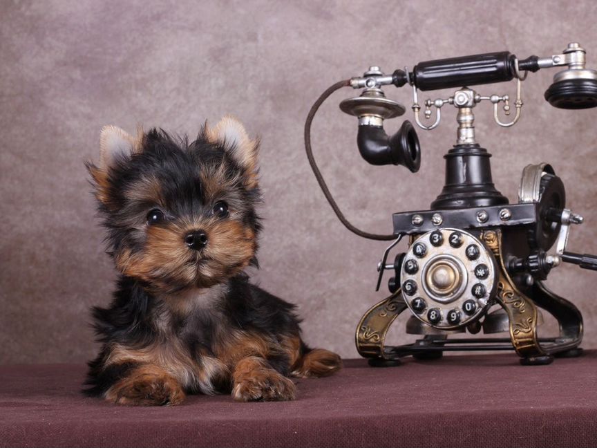 Йорки беби фейс породные щенки 3 мес РКФ