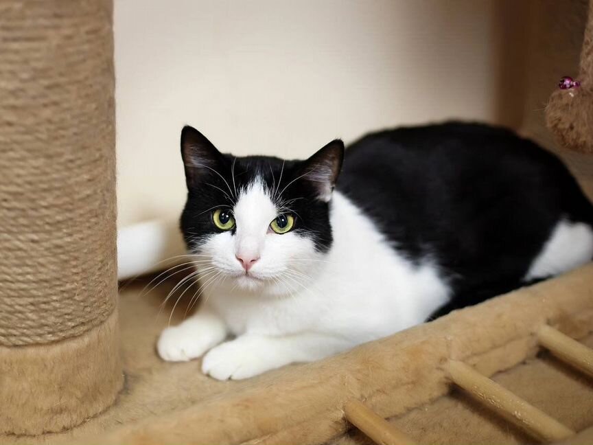 Робкий кот Котя ищет дом