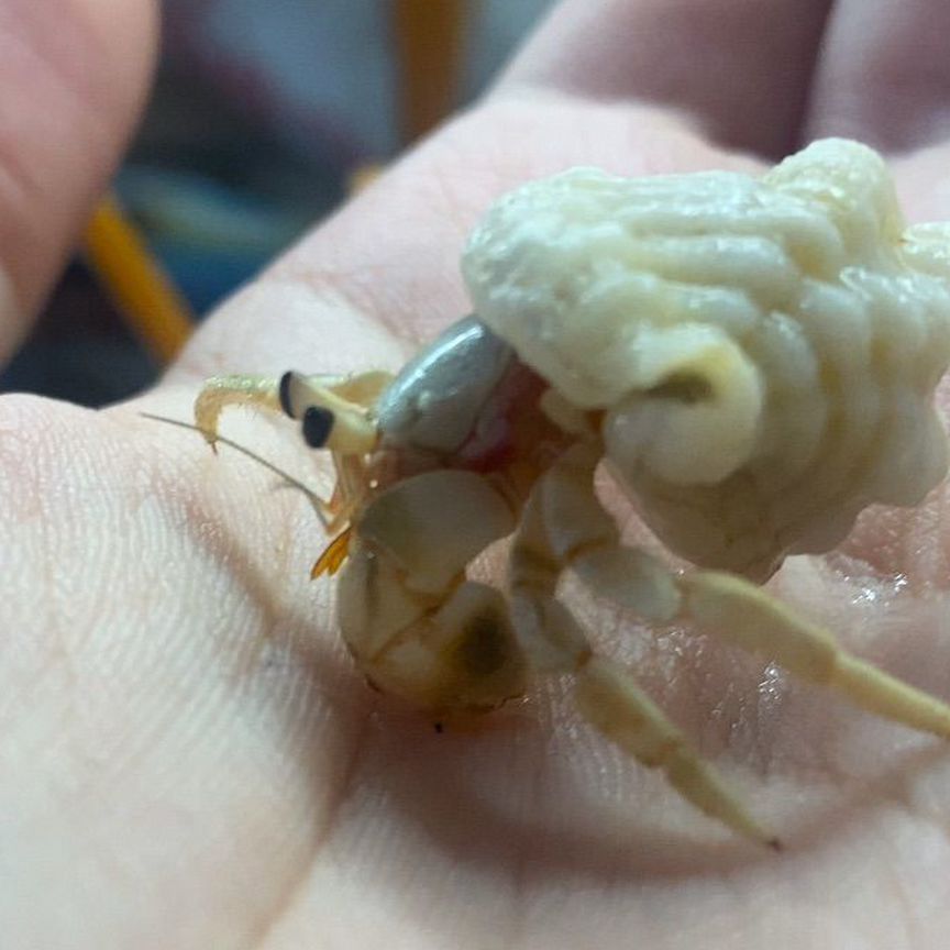 Рак отшельник