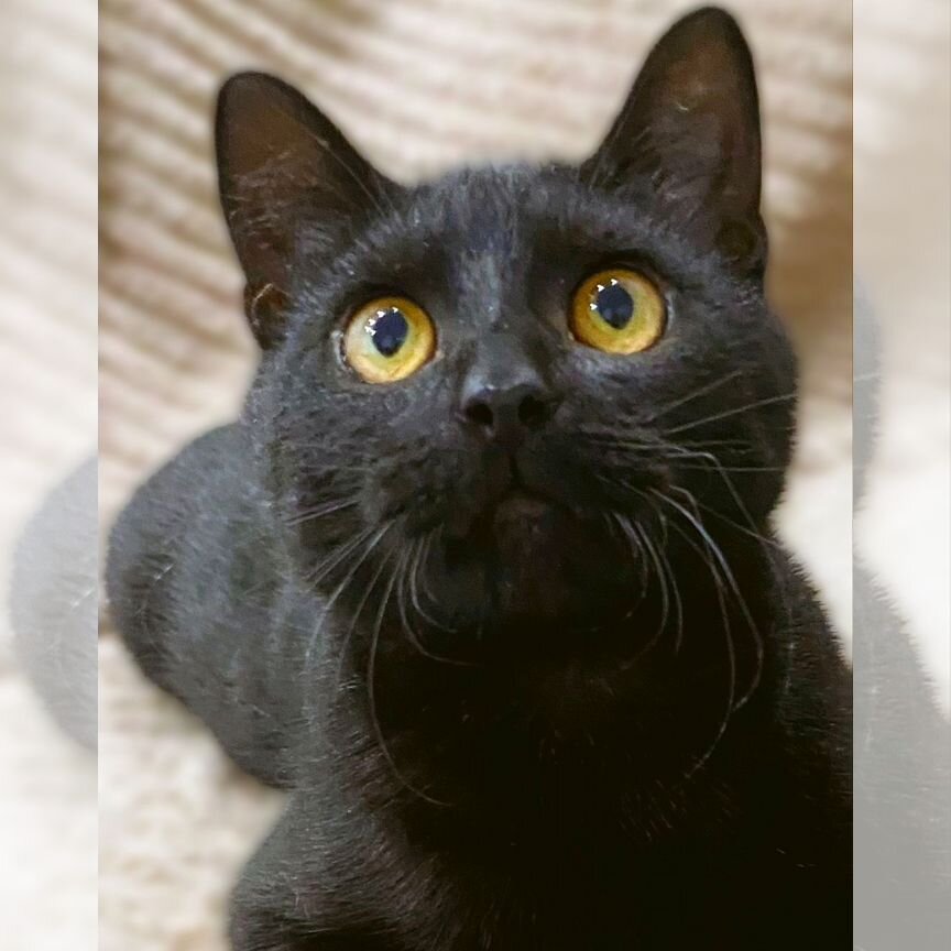 Европейский короткошёрстный котёнок