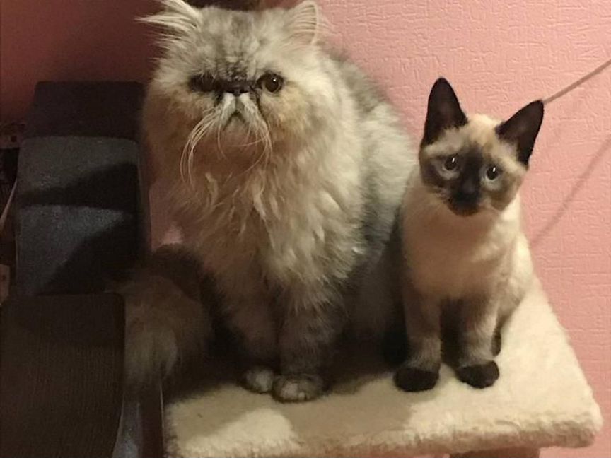 Экзотическая