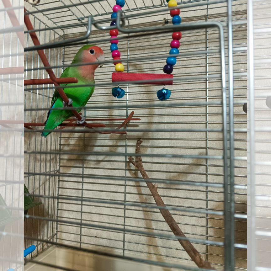 Попугай неразлучник с клеткой