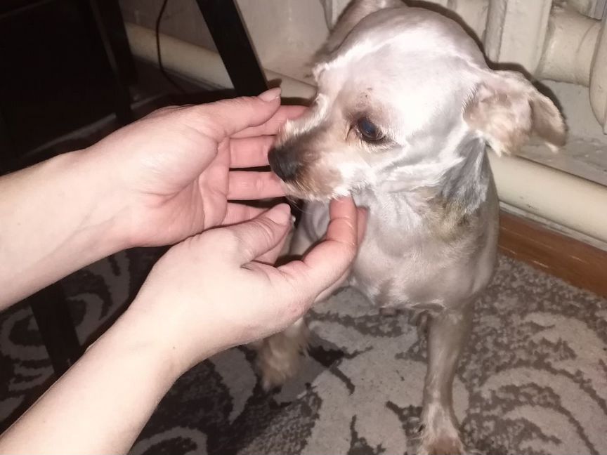 Йоркширский терьер