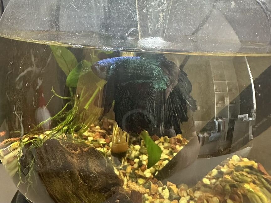 Петушок Халфмун Изумруд (самец)