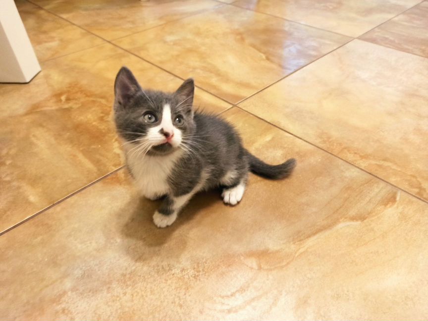 Котёнок серо-белый 1 мес в добрые руки