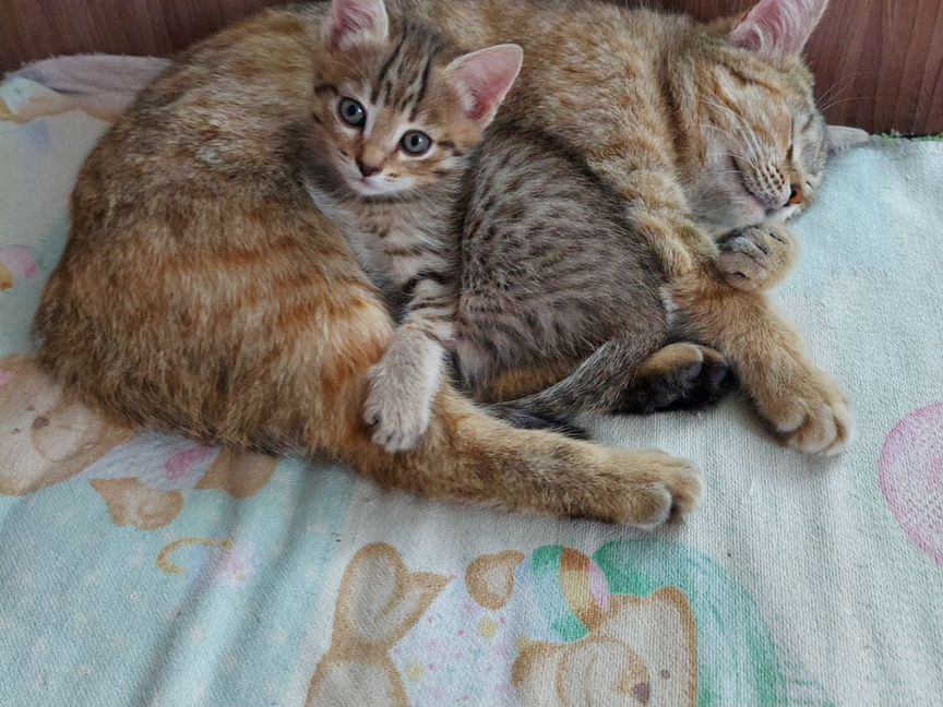 Котята в добрые руки бесплатно