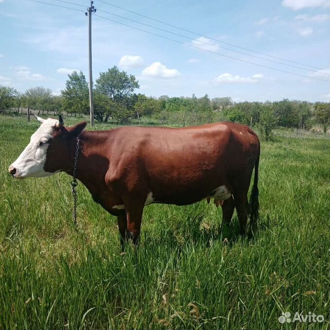 Продаётся Корова