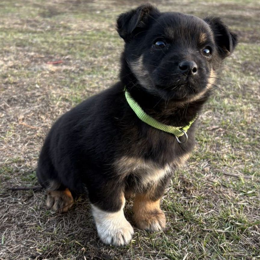 Щенок в добрые руки