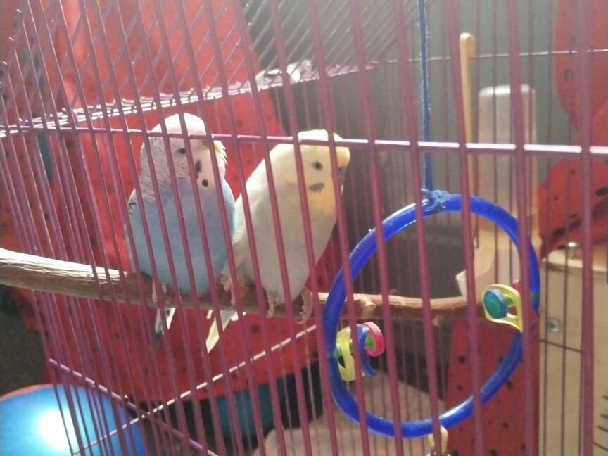 Волнистый попугай хороший пары