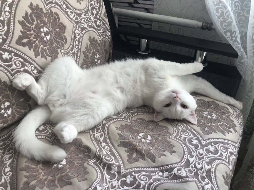 Кот в добрые руки белый