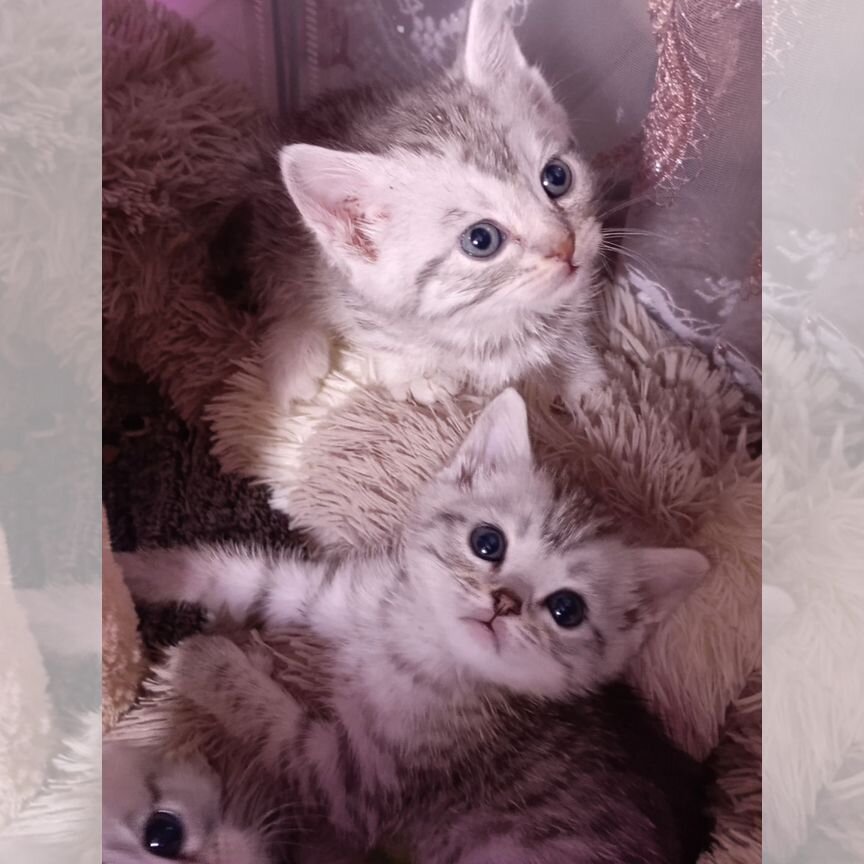 Британский короткошёрстный котёнок